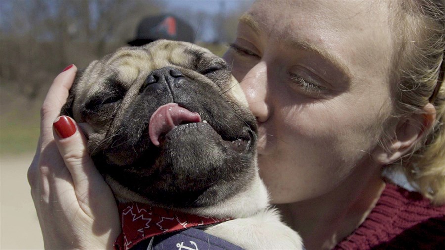 Hot Docs - Free Sneak Preview: Pugly - A Pug's Life