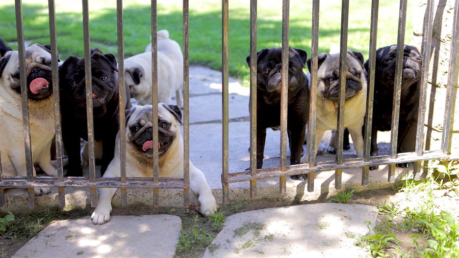 Hot Docs - Free Sneak Preview: Pugly - A Pug's Life